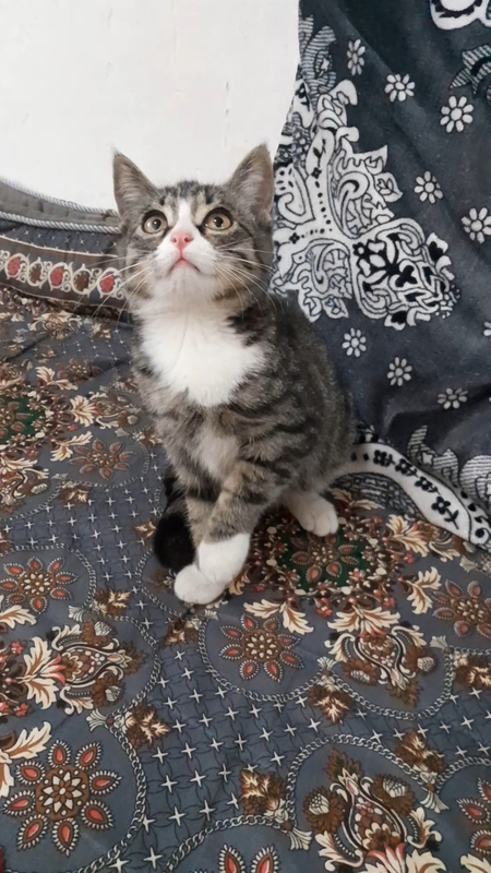 Котёнок 2,5 месяца девочка