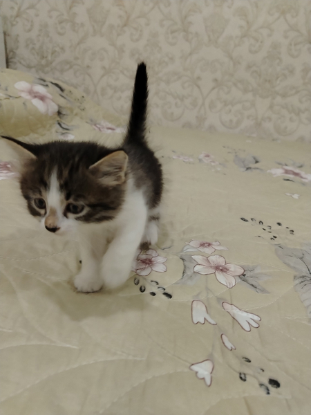 Продаю котёнок мушу боласи сотилади