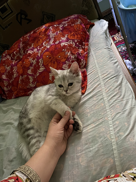 Чистокровный шиншилла мальчик