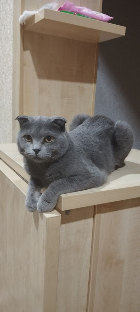 Срочно продам скотишь фолд ,мальчик