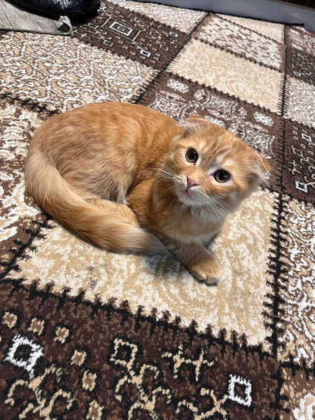 Кошка scottish fold,латок , сумка, ...