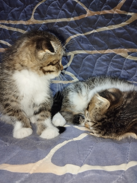 Продаются котята скоттиш фолд девочки