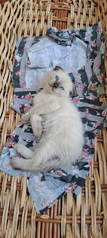 Продаю котят! Серый и Белый