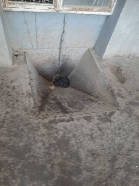 Sholi tegirmoni sotiladi