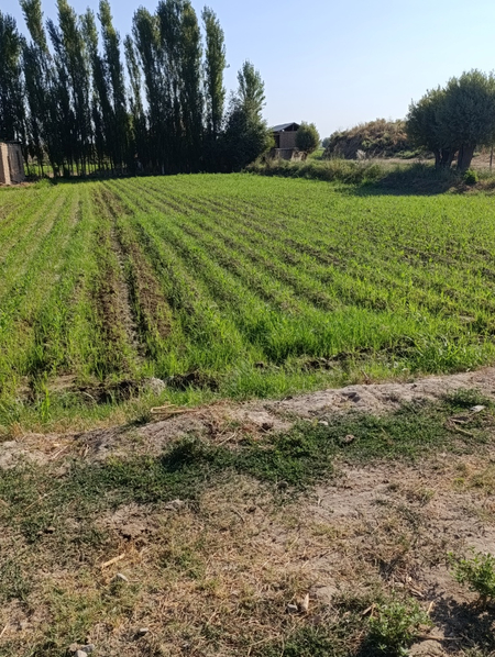Uchastka sotiladi 17 sotix