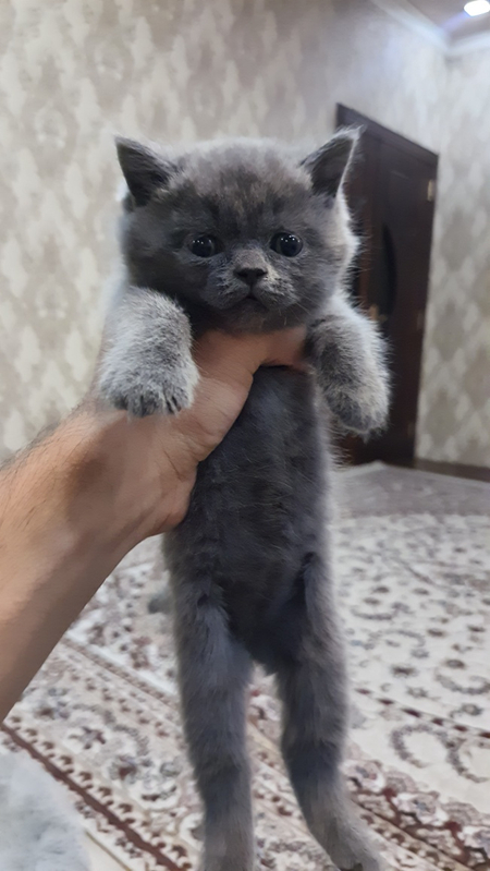Продаётся семейный кошки