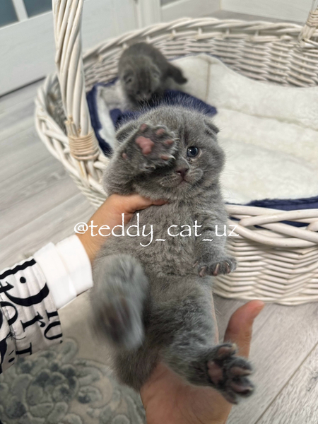 Клубные Тедди Элитте фолдики Чистокровные