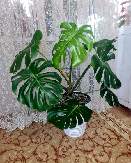 Продаётся Монстера