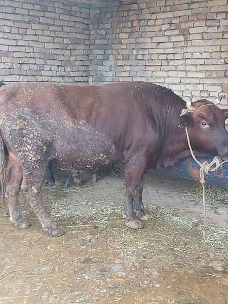 Buqalar sotiladi tezda
