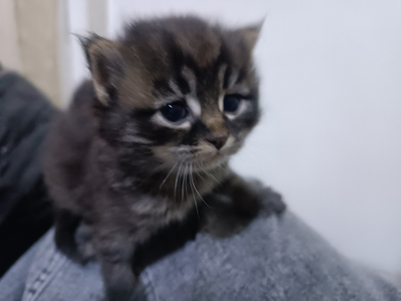 Котенок 1 месячный / mushuk 1 oylik