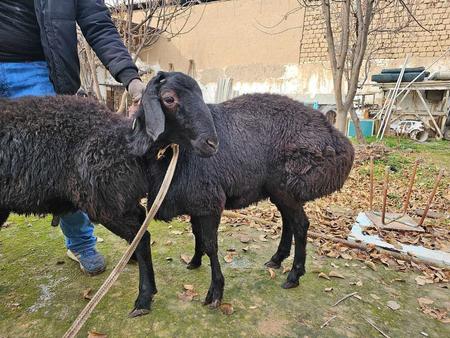 Qassob Xizmati Кассоб хизмати
