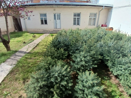 Арча  Импортные  Декоративные