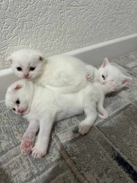 Скоттиш фолд 2 месяцев