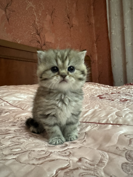 Продаются котята скоттишь фолд и страит