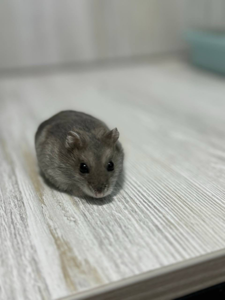Хомяк с клеткой