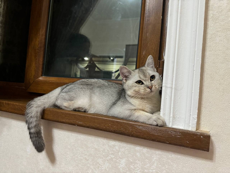Скоттиш страйт серебристый, шиншилла серебристый окрас
