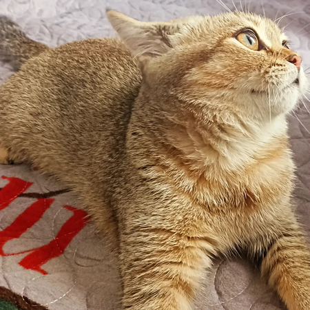 Срочно Продается кошка британская тикированая шиншилла
