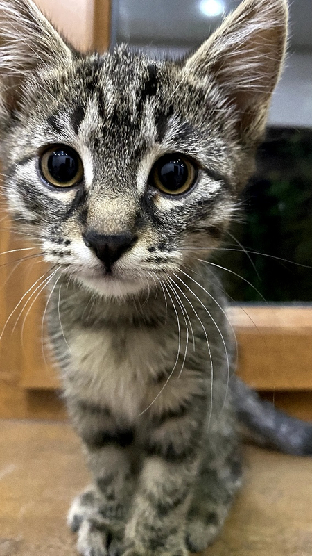 Котёнок. Мушукча