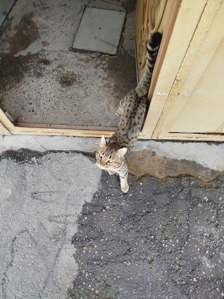 Кошка здоровоя своя отдам даром