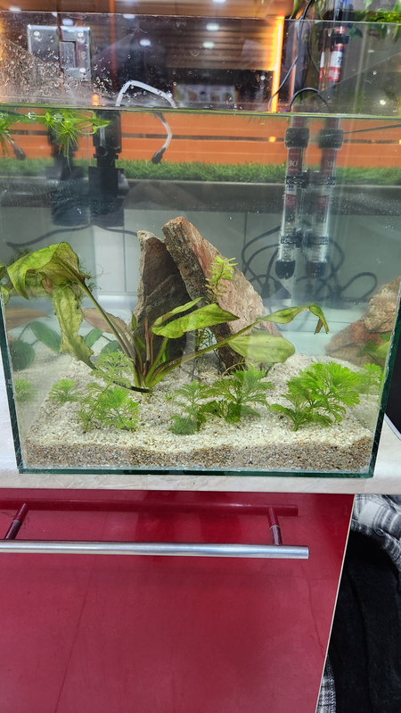 Akvarium qalin tabiiy o\\\'simliklar va baliqlari