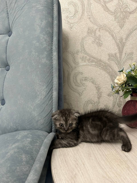 Котёнок а хорошие руки