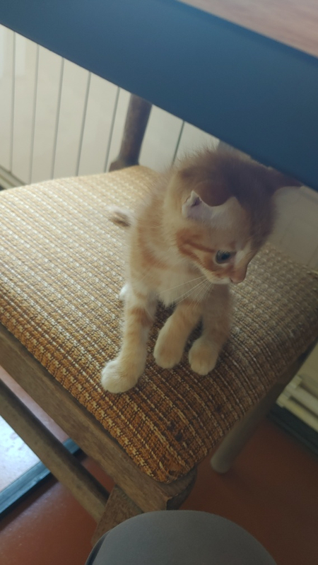 Mushukchalar. Котёнки маленькие