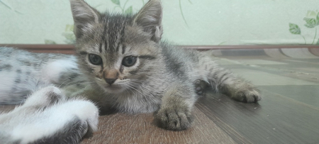 Отдам даром котят