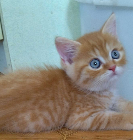 мальчик скоттиш страйт