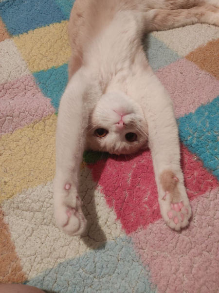 Кошечка ищет дом
