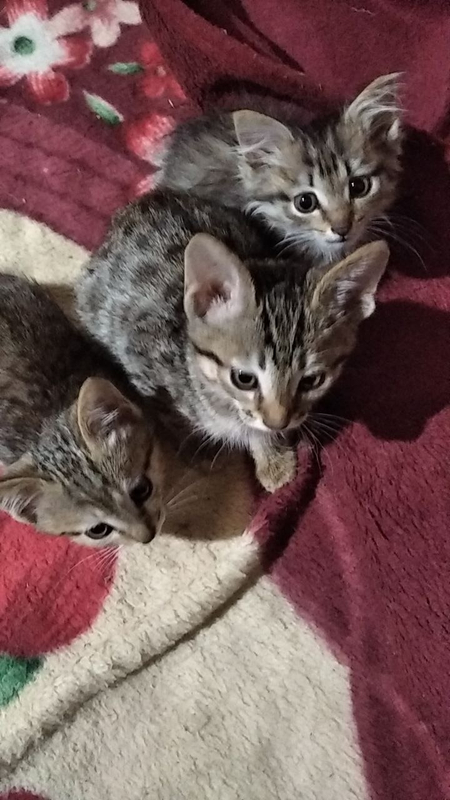 Отдам котят в добрые руки!