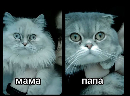 Продаю шатланских котят