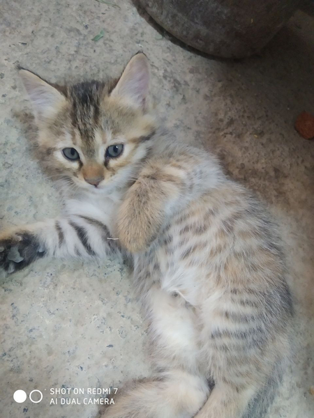 Отдам котят в добрые руки