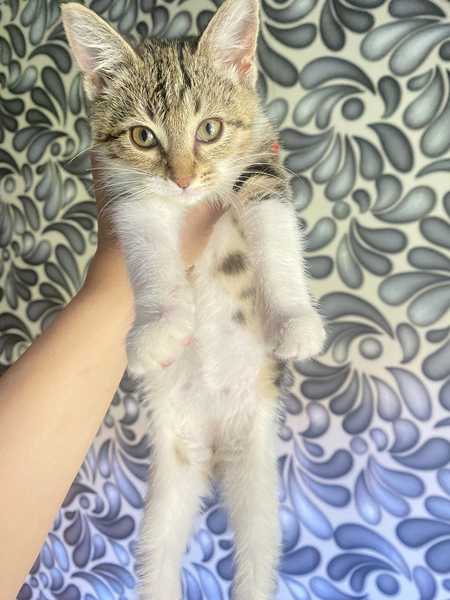 Кошки котенок