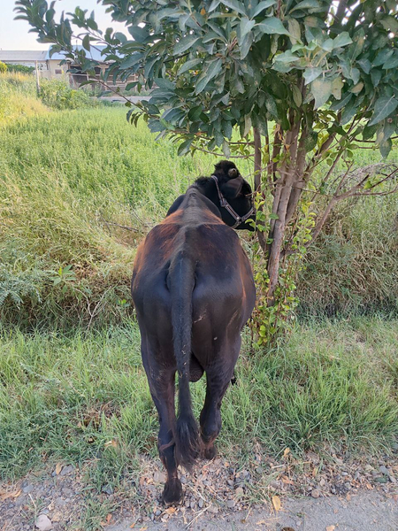 Buqacha sotiladi