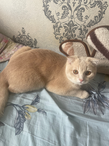 Ищем жену котику. Кот для вязки. Порода скоттиш фоль