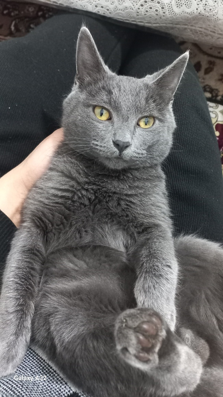 Британский котик 7месяцев
