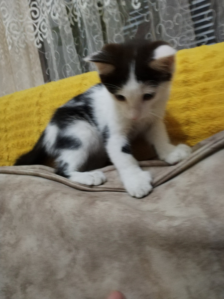 Котенок мальчик 2,5 месяца