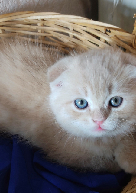 Скотиш фолд мальчик