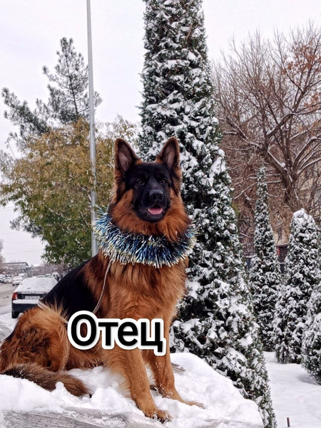 Немецкие овчарки