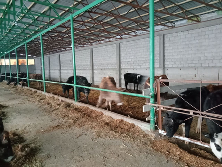 Продается большая ферма.