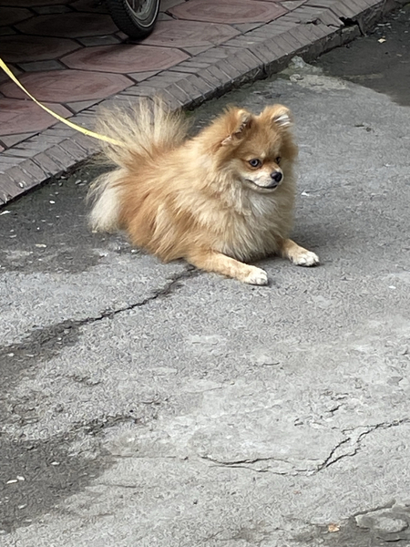 Померанский шпиц