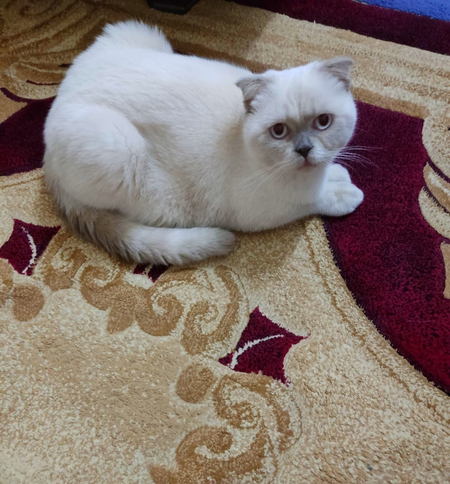 Mushuk scottish fold