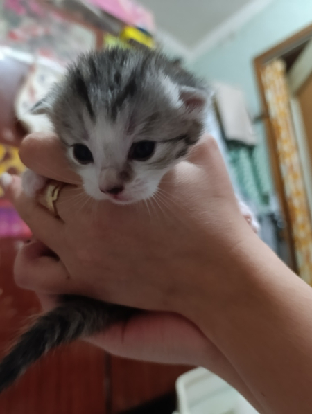 5 котят и Мама породы скотиш фолд