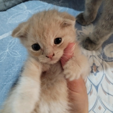 Шотландский вислоухие