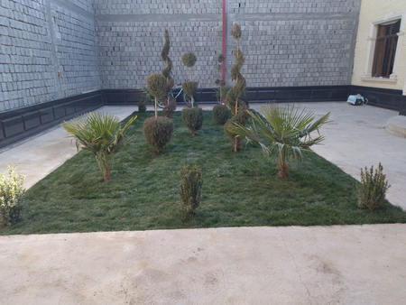 Gazon ekamiz Sifatli