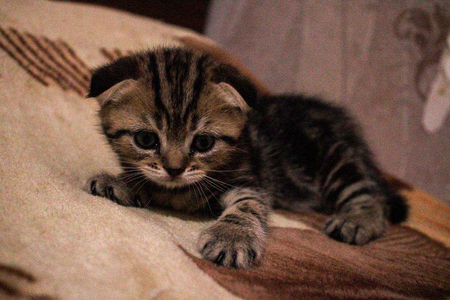 Продаются котята вислоухие