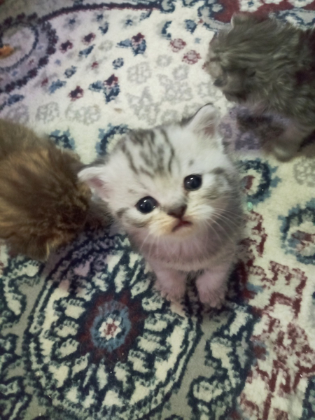 Шотландские месячные котята