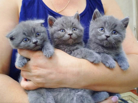 Продаются котята  скоттиш фолд