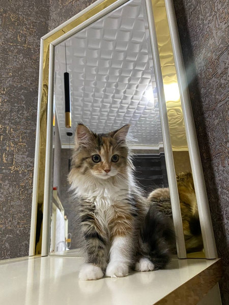 Продается сибирская кэти