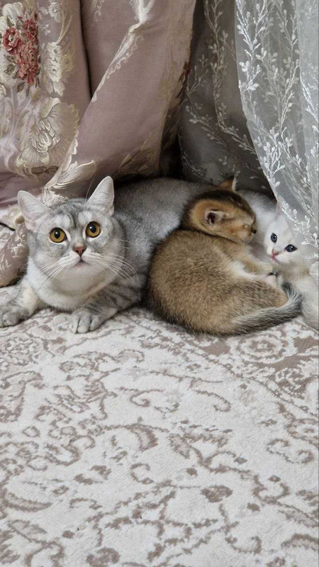Продается девочка британка